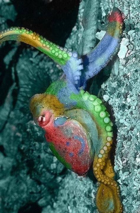 David Attenborough For The Nobel Prize Rainbow Octopus