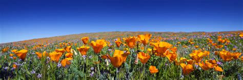 California Continues Ccpa Implementation Process
