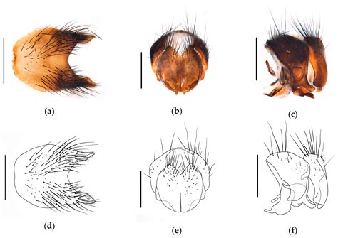 Three New And Two New Record Species Of The Genus Dichaetomyia Malloch