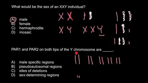 Nikolays Genetics Lessons On Linkedin What Would Be The Sex Of Xxy
