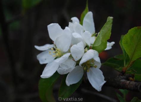 Växtia Malus Dolgo