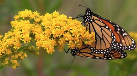 Monarch Butterflies Mating Monarch Butterflies