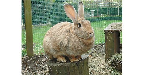 Рискови моменти при отглеждане на зайци Български Фермер