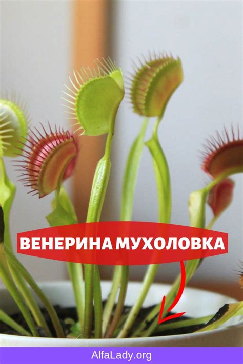 ВЕНЕРИНА МУХОЛОВКА | Carnivorous plants, Planting flowers, Plants