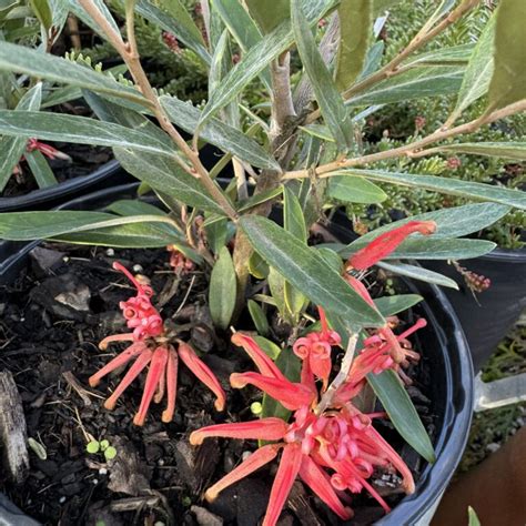 Deciduous And Evergreen Shrubs Lushingtons