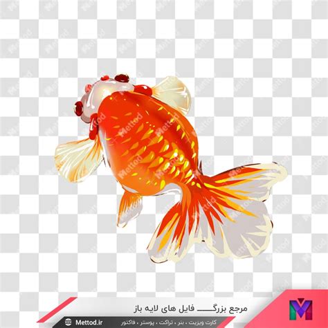 عکس ماهی قرمز طرح 48 متد گرافیک
