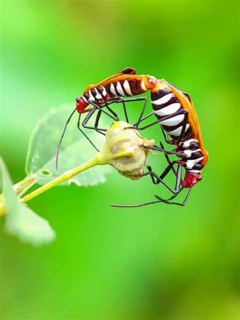 Couple Insects Of Stink Bugs Pak Pucung Mating On Flowers Stock Image Image Of Mating Stink
