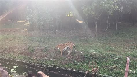 Video Rahul Pamnani On Linkedin Vanvihar Vanviharbhopal Morningwalk Befit Wcbhopal