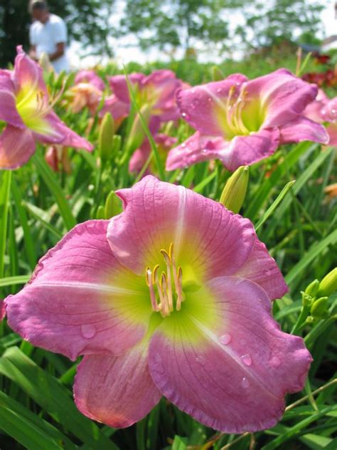 Learn All About 70 Different Daylily Varieties Hgtv