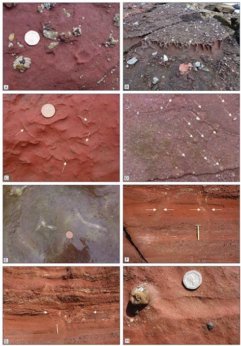 possible trace fossils and a pseudo trace fossil a and