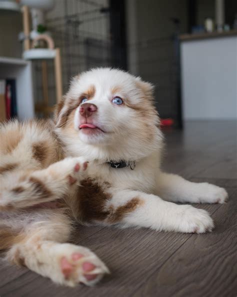 How was your puppy raising experience? : r/miniaussie