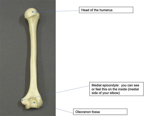 Humerus Bone Anatomy Attachments And Side Determination