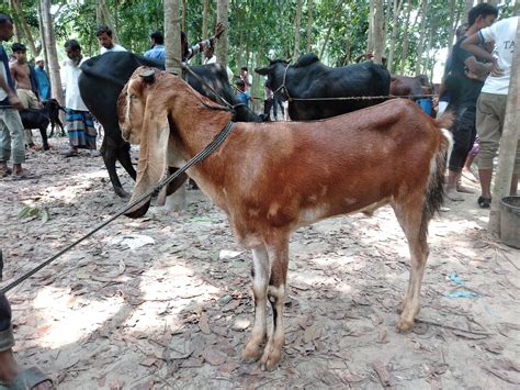 শস্যগোলা কৃষি