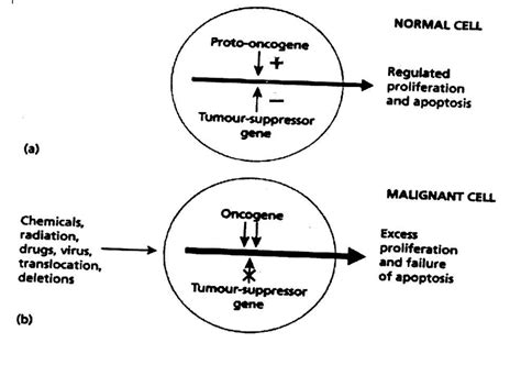 a proliferation of normal cell depends on a balance between the