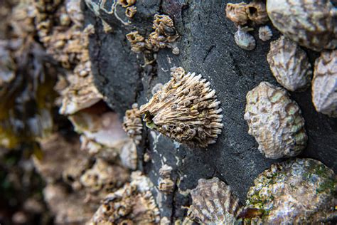 Download Barnacles Attachedto Rock Surface Wallpaper