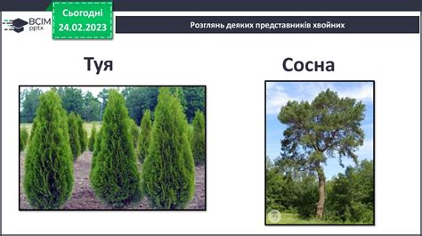 Спільне та відмінне у голонасінних та покритонасінних рослин урок № 44 презентация онлайн