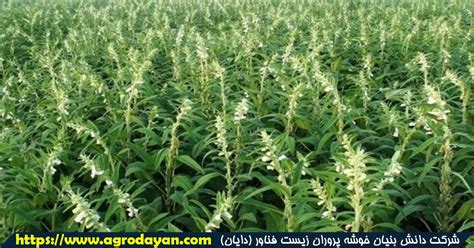 اهمیت کاشت کنجد