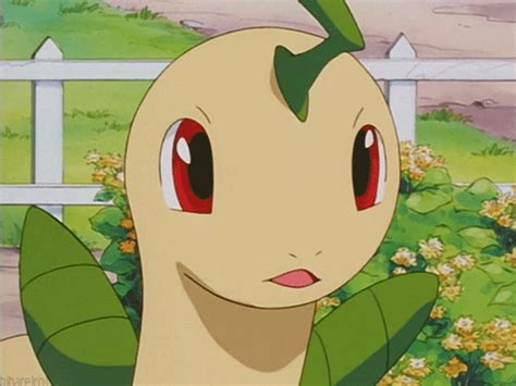 Bayleef Pokémon Know Your Meme