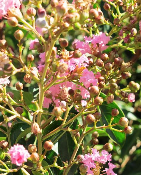 Lagerstroemia Indica X Fauriei Choctaw Boething Treeland Farms