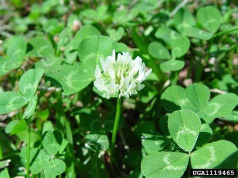 White Clover Home And Garden Information Center