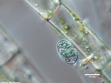 Glaucophyta Тип Глаукофиты Глаукофитовые водоросли Глаукоцистофиты