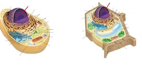 chapter 7 cell structure and function flashcards quizlet