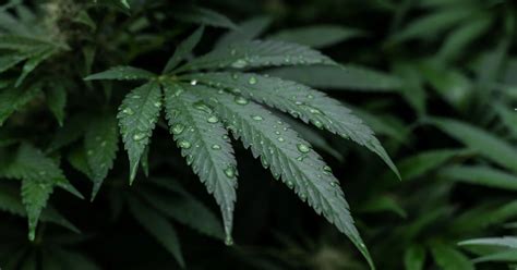 What Is The Difference Between CBD And CBG Jointly