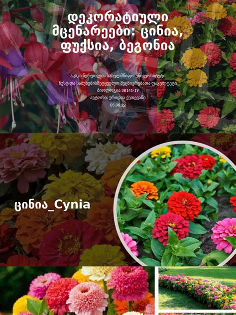 ცინია ფუქსია ბეგონია Pdf