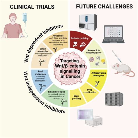 Wnt β Catenin Signaling Pathway In Uterine Leiomyoma Role In Tumor Biology And Targeting