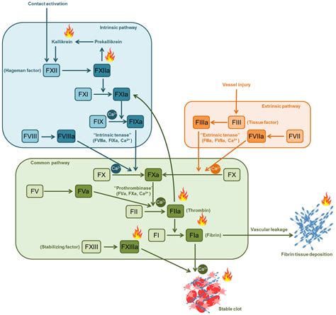 Coagulation Cascade Pathway