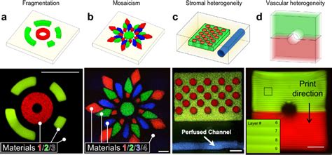 Development Characterization And Applications Of Multi Material Stereolithography Bioprinting