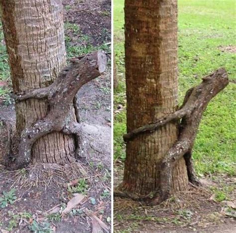 Trees That Look Like Something Else That Will Make You Do A Double Take