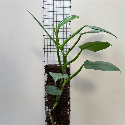 Philodendron Silver Arrow The Flower Crate