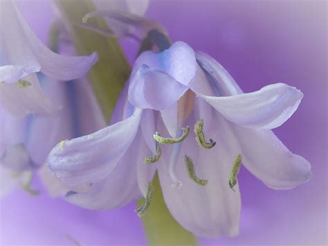 배경 화면 연보라색 벨 꽃 클로즈업 꽃잎 1920x1440 그림 이미지