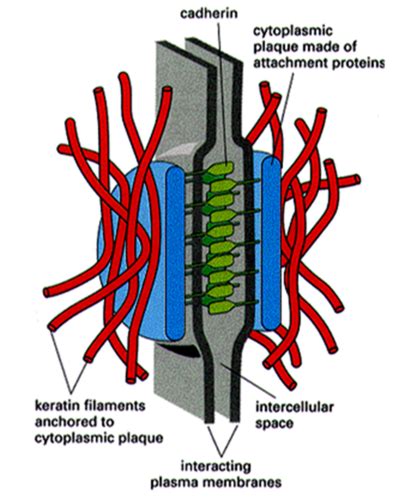 AUCB II Lecture 3 And 4 On ECM And Junctions Flashcards Quizlet