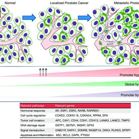 Overview Of Circulating Cell Free Dna And Methylation And Its Potential Download Scientific