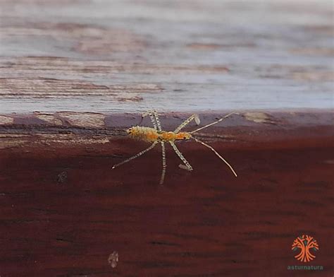 Zelus Renardii 45314