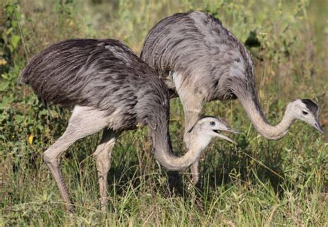 Wild Animal Facts Greater Rhea Catchmark Community