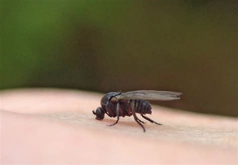Simuliidae