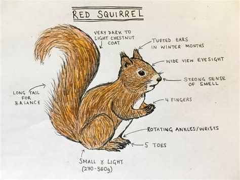 Squirrel Physiological Adaptations At Sara Sugerman Blog