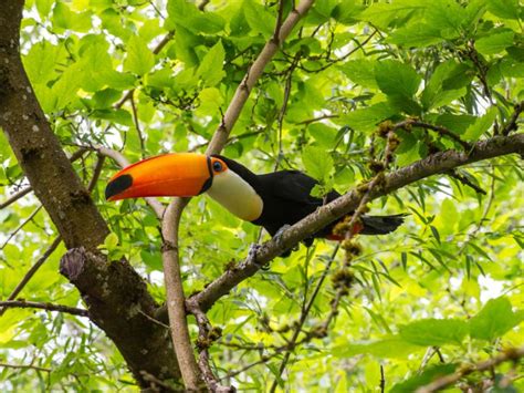 Blue Death Feigning Beetle Oregon Zoo