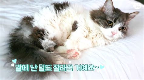 얌전한 고양이 발톱 깎기 발털 자르기 대작전 Youtube