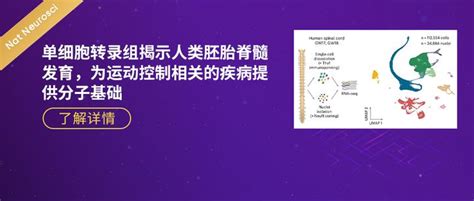 Nat Neurosci 单细胞转录组揭示人类胚胎脊髓发育 知乎