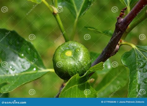 Figs On A Fig Tree Branch Above A Stream Selective Focus First Spring