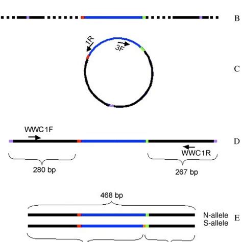 A Schematic Illustration Of The Steps Involved In Converting The Aflp Download Scientific