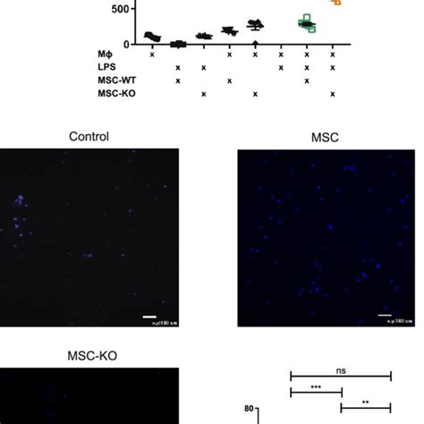 Ccl2 Deficiency Reduced Msc Immunomodulatory Capacity A Co Culture
