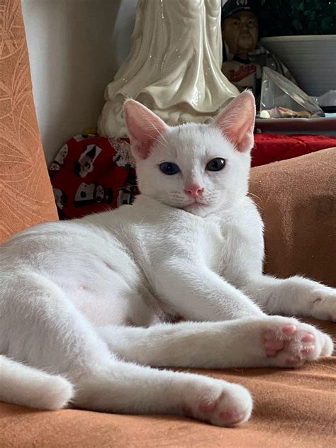 She Knows Shes Pretty 😼 R Catsofrph