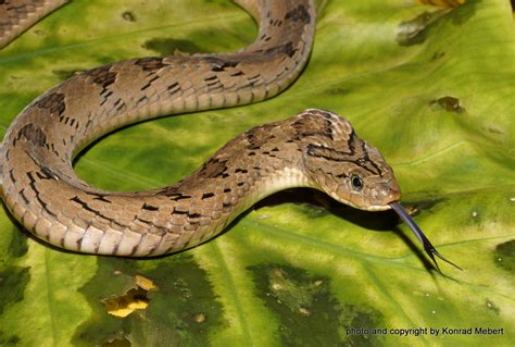 5th Biology Of The Vipers Conference