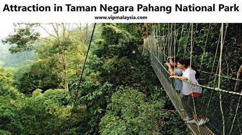 14 Best Attraction In Taman Negara Pahang National Park