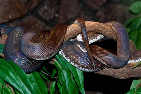 Savu Python Care Sheet Reptiles Cove